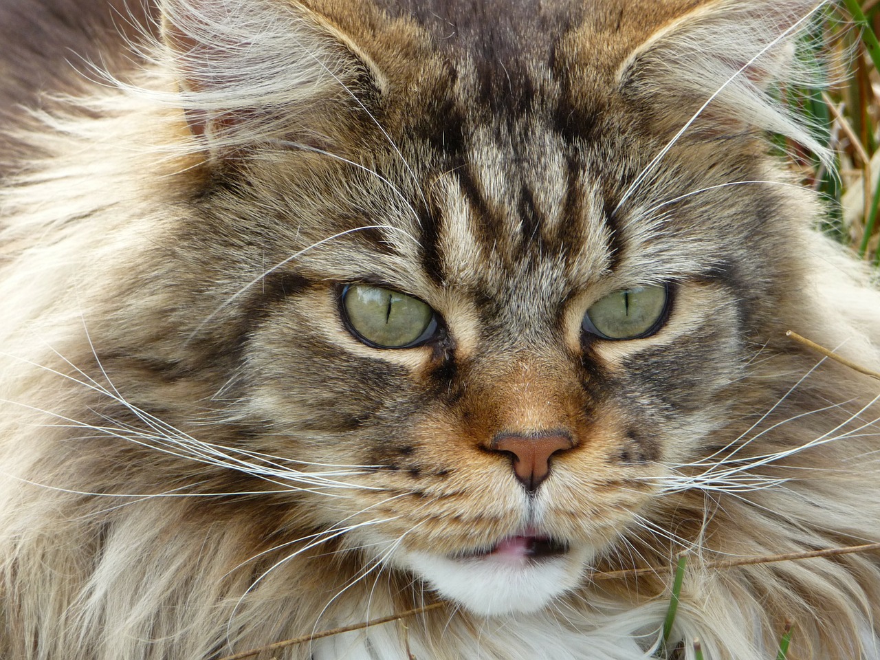 Are Maine Coons More Social Than Other Cat Breeds MaineCoon Are Maine Coons More Social Than Other Cat Breeds MaineCoon