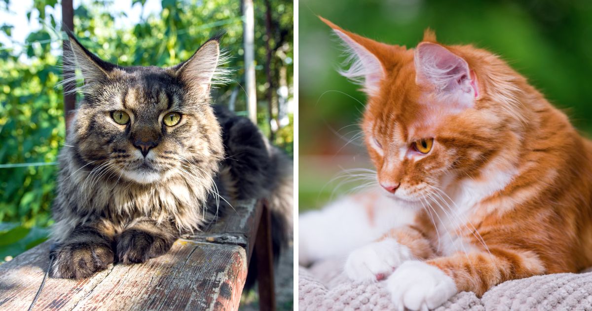 What Are The Most Common Colors Of Maine Coon Cat