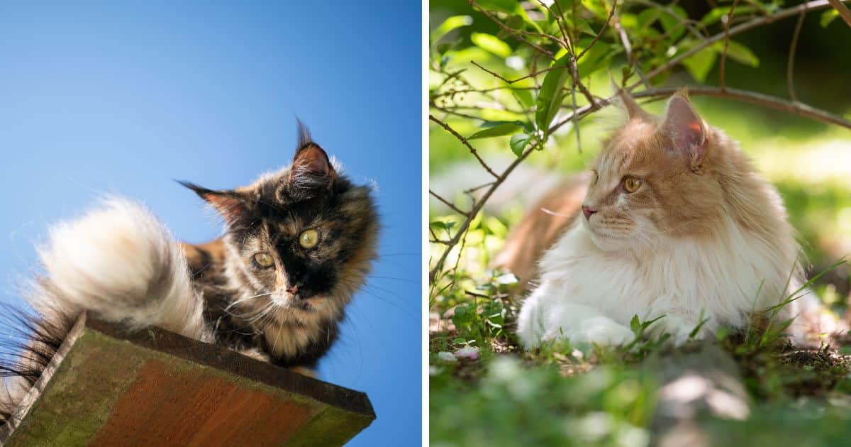 Life With a Coon Series: Introducing a New Pet to Your Maine Coon ...