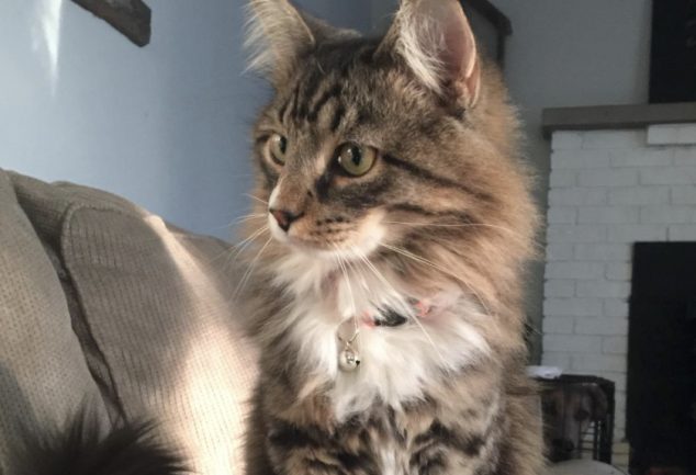 Home - MaineCoon.org