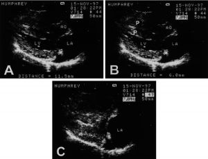Maine Coon Heart Problems - MaineCoon.org