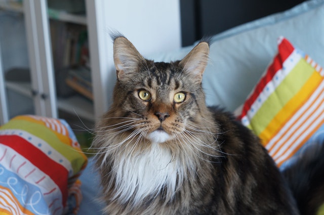 The Maine Coon Siamese Mix-Everything You Need To Know - MaineCoon.org