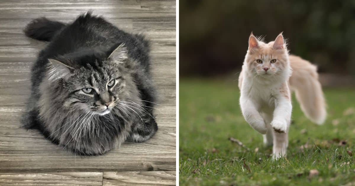 Understanding The Maine Coon Body Language - MaineCoon.org