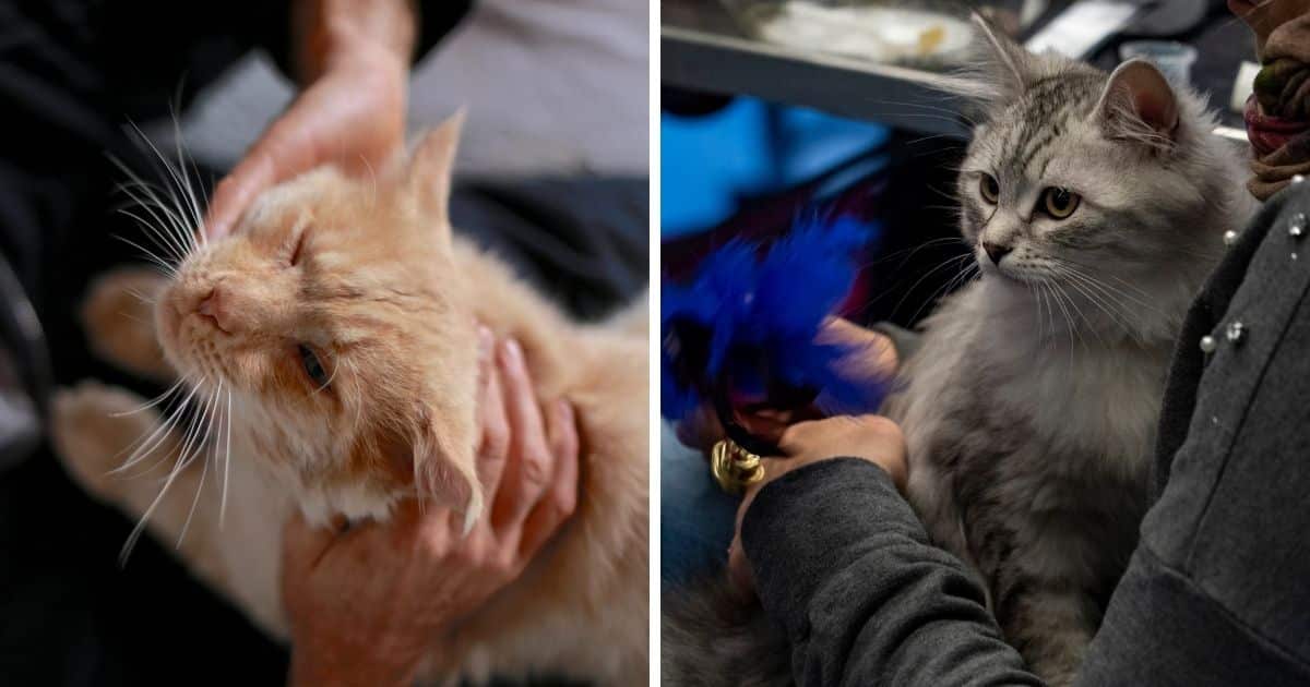 10 Ways Your Life Will Change When You Adopt A Cat - MaineCoon.org