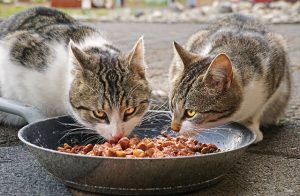 The 10 Best Maine Coon Cat Foods - MaineCoon.org