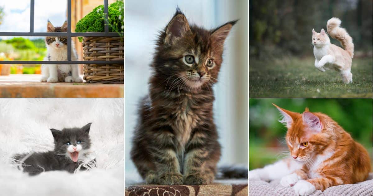 Can Maine Coon Cats Be Small? - MaineCoon.org