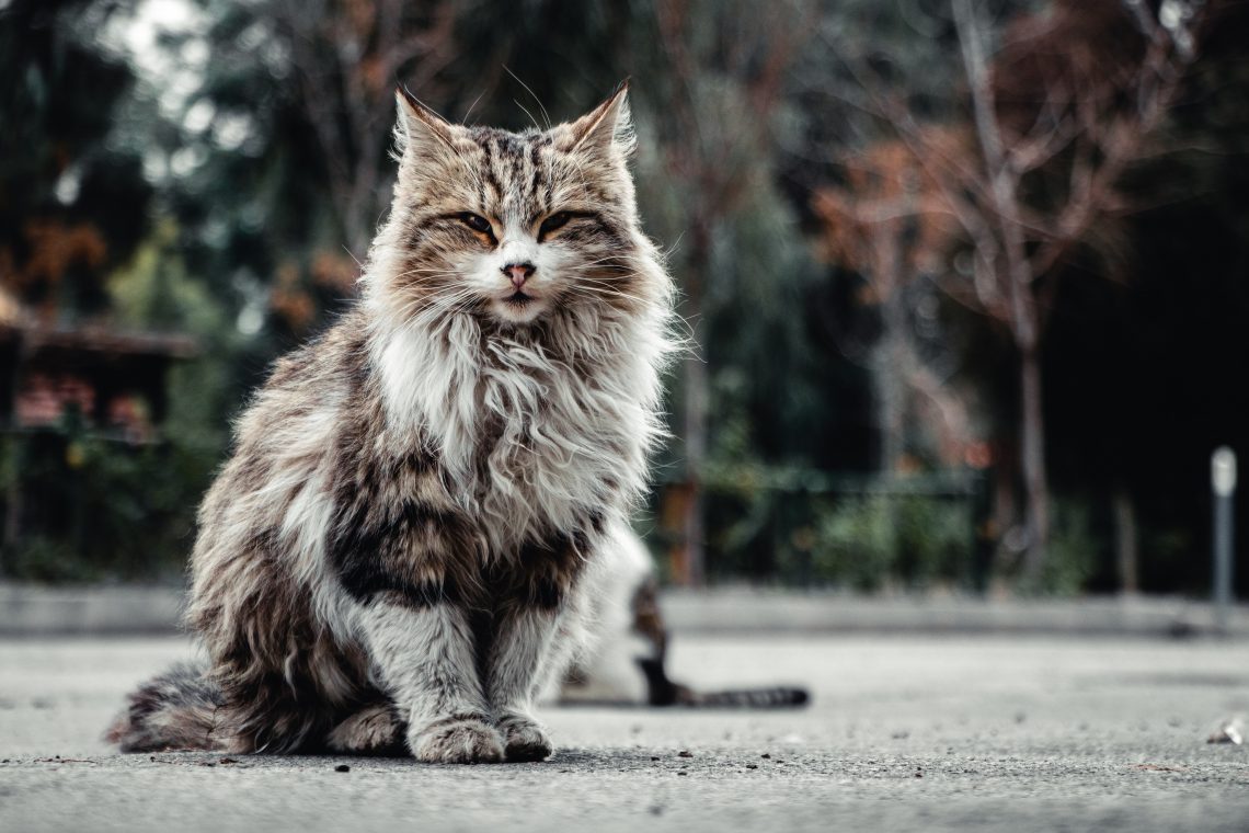 Do Maine Coon have Long Legs? - MaineCoon.org
