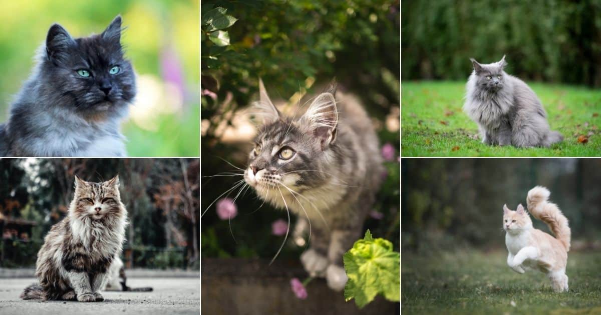 Why Do Maine Coons Chirp at Birds? + Other Cat Sounds Explained