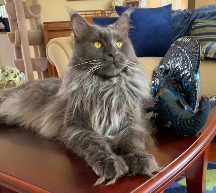 22 Heart-Melting Photos of Maine Coon Paws - MaineCoon.org