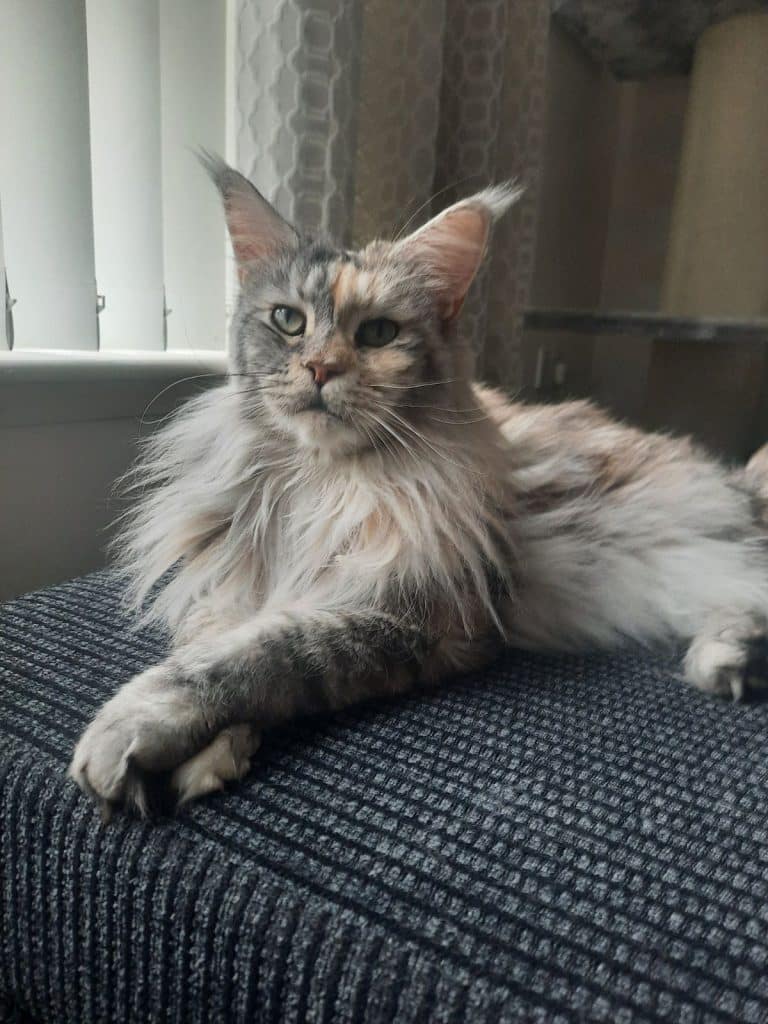 22 Heart-Melting Photos of Maine Coon Paws - MaineCoon.org