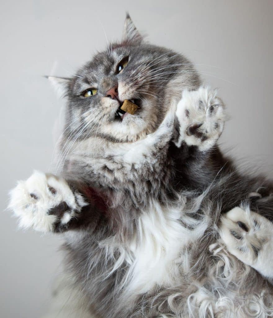 22 Heart-Melting Photos of Maine Coon Paws - MaineCoon.org