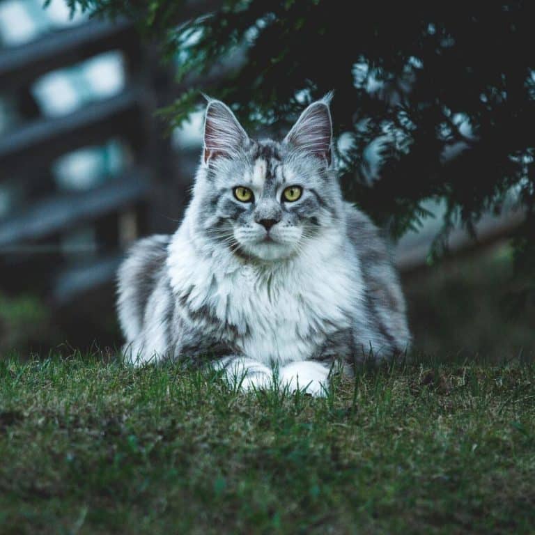 21+ Largest Maine Coon Cats in the World - MaineCoon.org