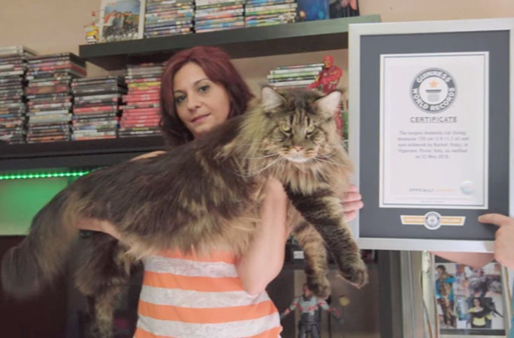 21+ Largest Maine Coon Cats in the World - MaineCoon.org