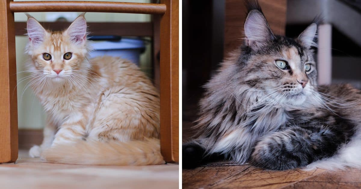 7 Reasons Why Your Maine Coon Loves Small Spaces - MaineCoon.org