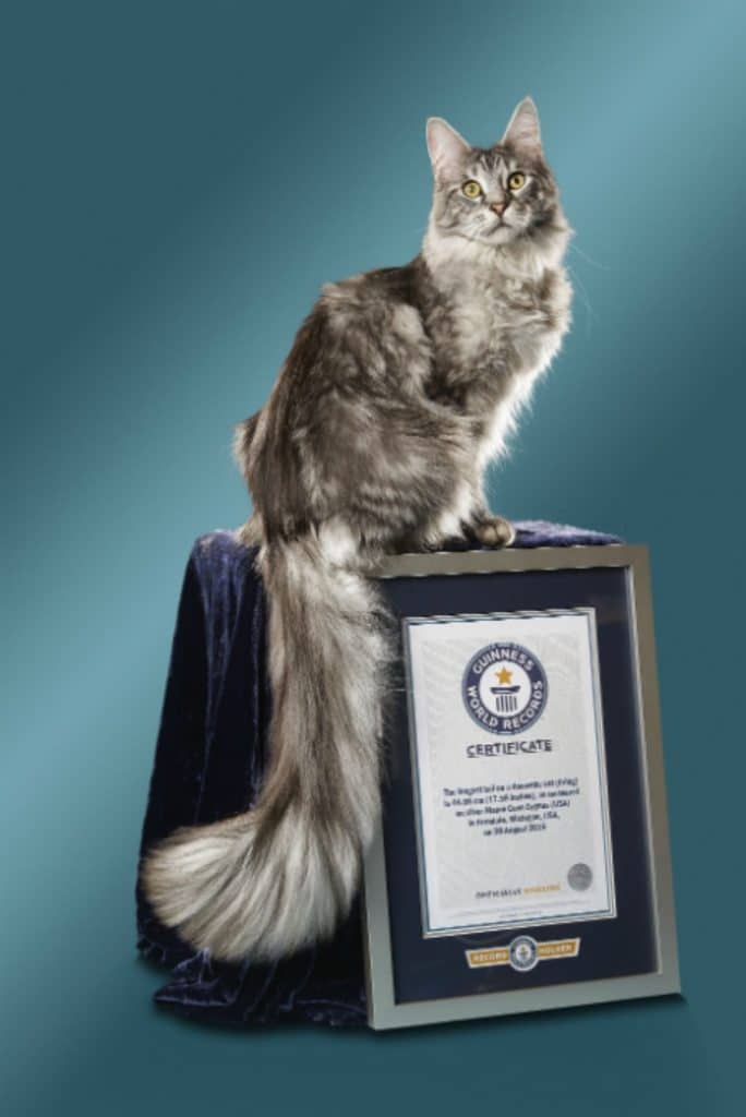 21+ Largest Maine Coon Cats in the World - MaineCoon.org