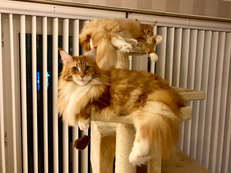 22 Heart-Melting Photos of Maine Coon Paws - MaineCoon.org