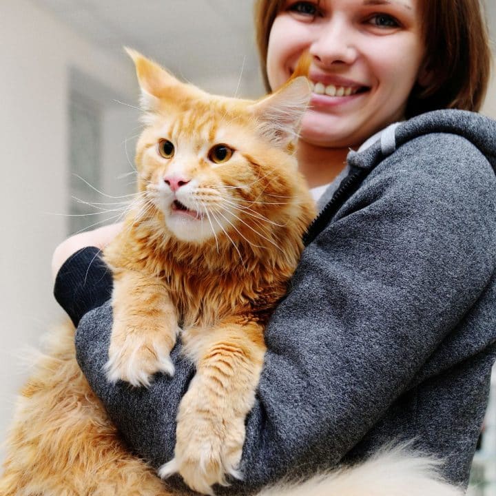 About - MaineCoon.org