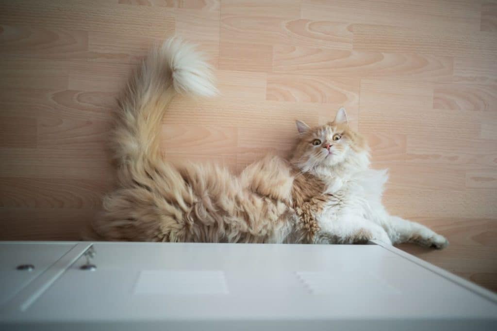 9 Common Health Problems With Maine Coon Cats - MaineCoon.org