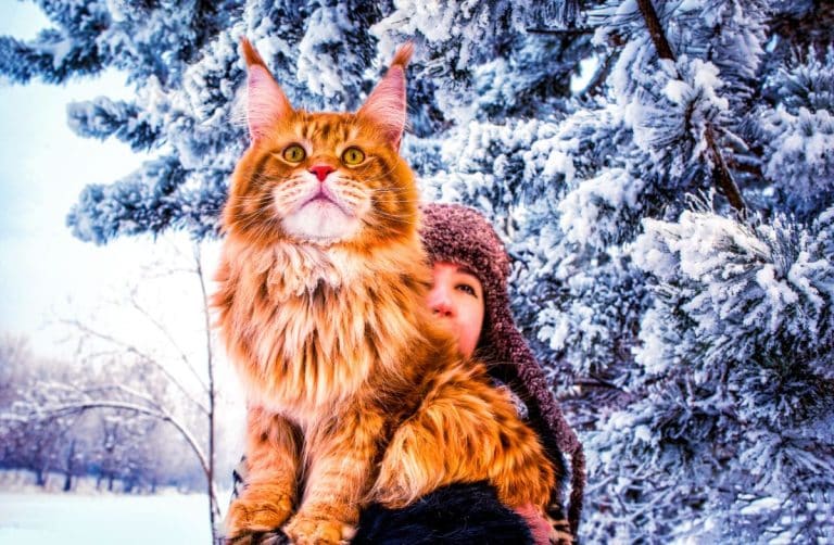 How Much Are Maine Coon Cats (Prices in 2022) - MaineCoon.org