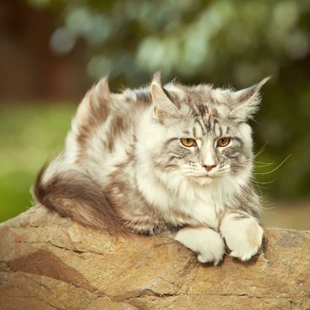Shaving a Maine Coon: 11 Important Facts To Know - MaineCoon.org
