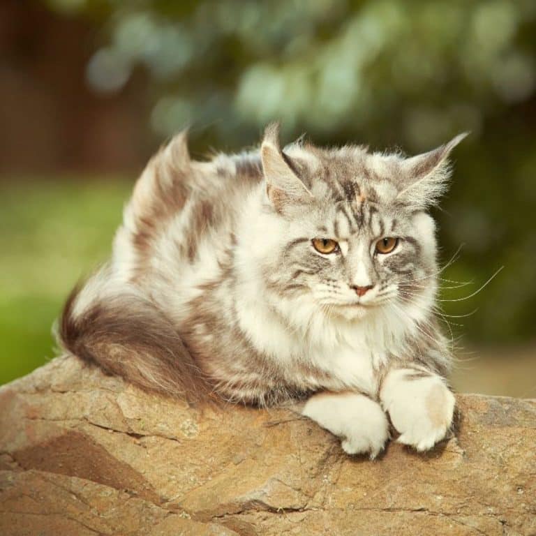 Maine Coon Grooming Tips - MaineCoon.org