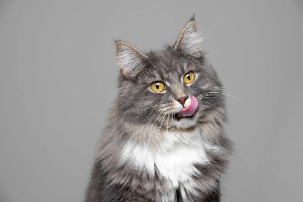 11 Reasons Your Maine Coon Is Always Hungry (What Science Says ...