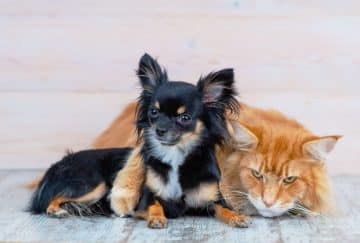 Do Maine Coons Get Along With Dogs? (Here's the Truth)