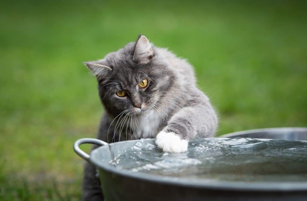 Can Maine Coon Cats Swim? (7 Interesting Facts) - MaineCoon.org