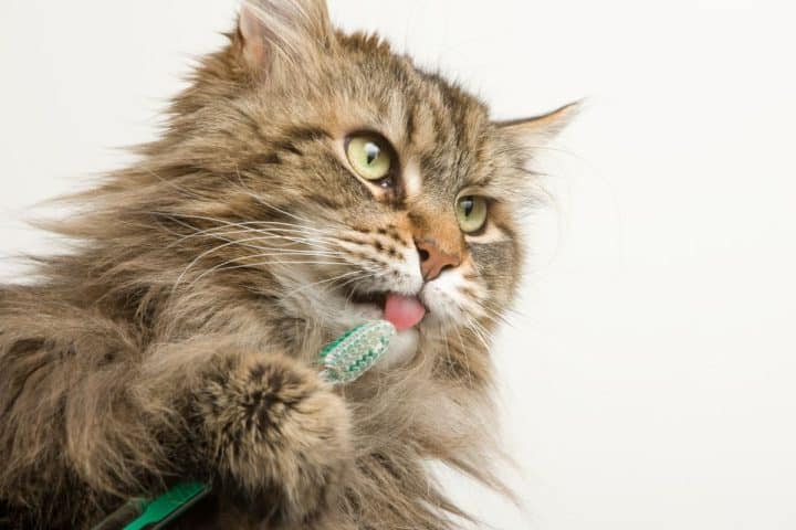 9 Common Health Problems With Maine Coon Cats - MaineCoon.org