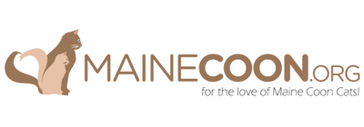 11 Ways To Train a Maine Coon (According to Experts)