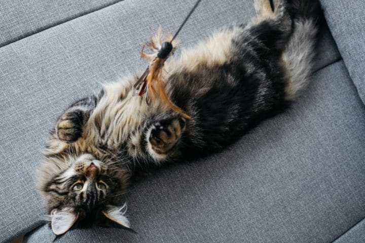 Why Do Maine Coons Lay on Their Back? (7 Surprising Facts) - MaineCoon.org