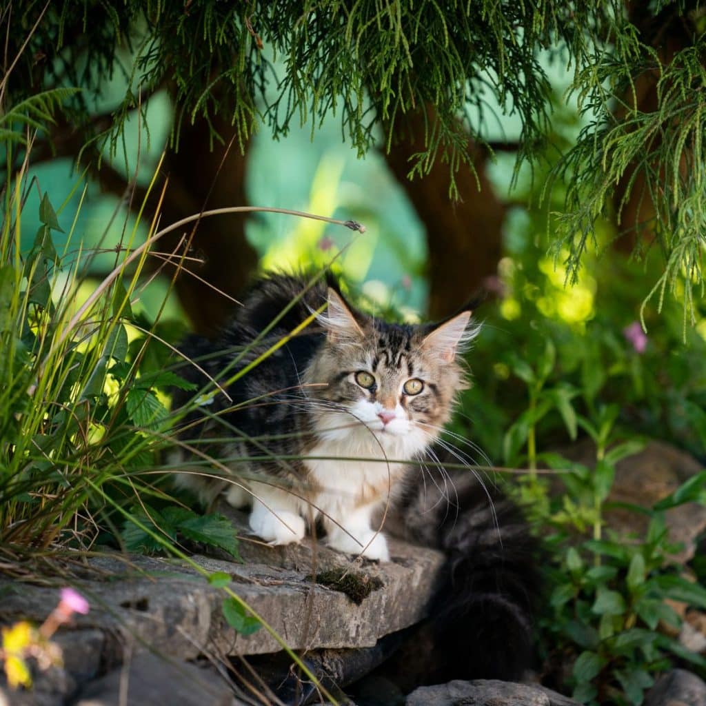 And All That Fur! How to Reduce the Shedding of your Maine Coon Cat ...