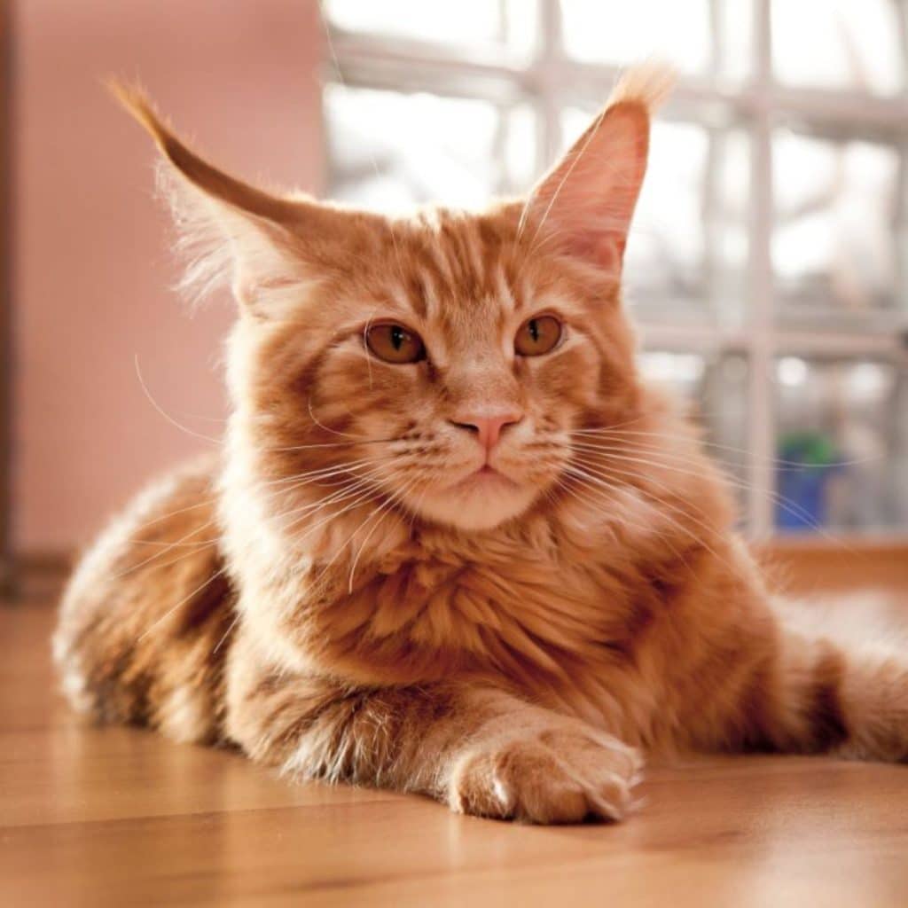 Fun Facts about Maine Coon Cats - MaineCoon.org
