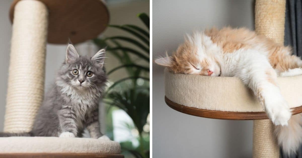 13 Best Cat Trees For Maine Coons In 2022 Cat Tested