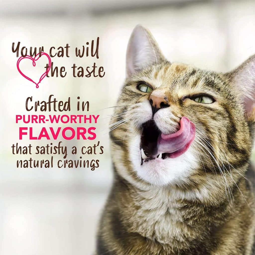 The 7 Best Natural Cat Toothpaste (Vet Approved) - MaineCoon.org