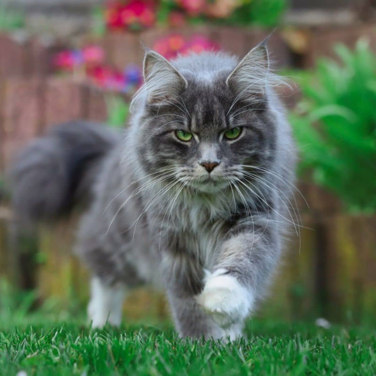 Do Maine Coon Cats Scratch Furniture? (7 Interesting Tips) - MaineCoon.org