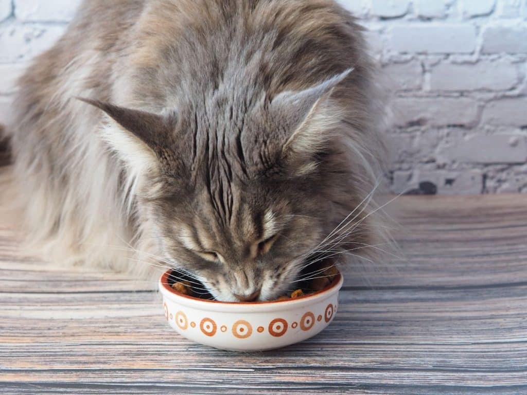 11 Foods Maine Coon Cats Love to Eat And Why - MaineCoon.org