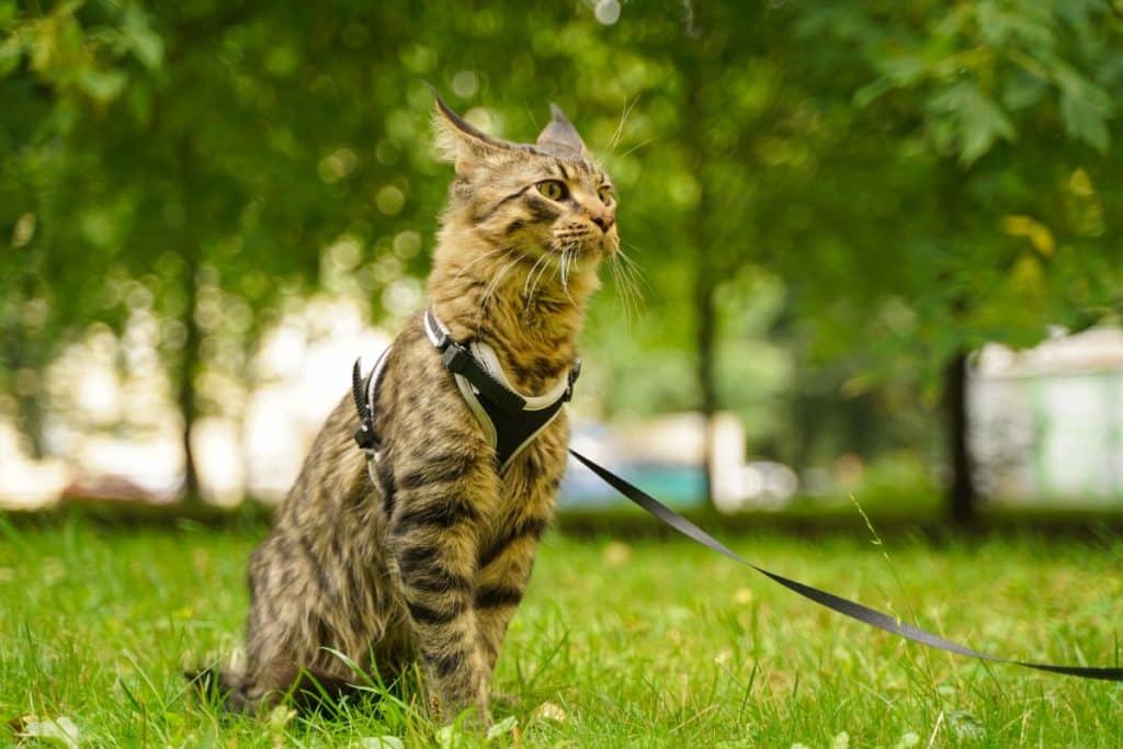 7 Escape-Proof Maine Coon Harnesses - MaineCoon.org