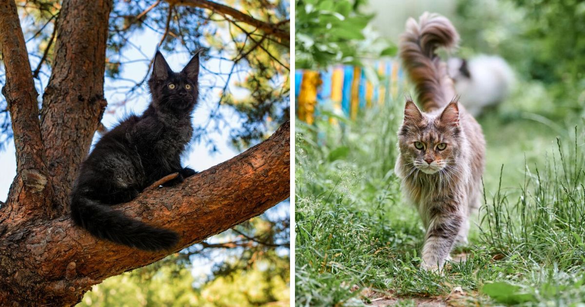 Maine Coon Tail Thinning (7 Possible Causes) - MaineCoon.org