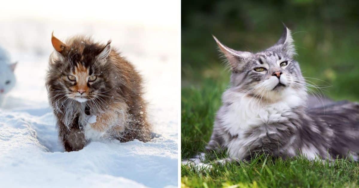 Where Are Maine Coon Cats From? (Real Origin) - MaineCoon.org