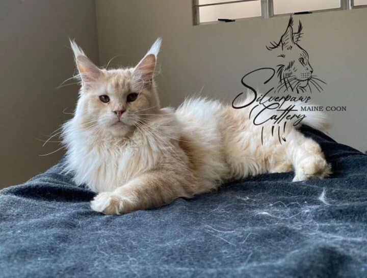 17 Shaded Maine Coon Cats You'll Love (Insta-Famous) - MaineCoon.org