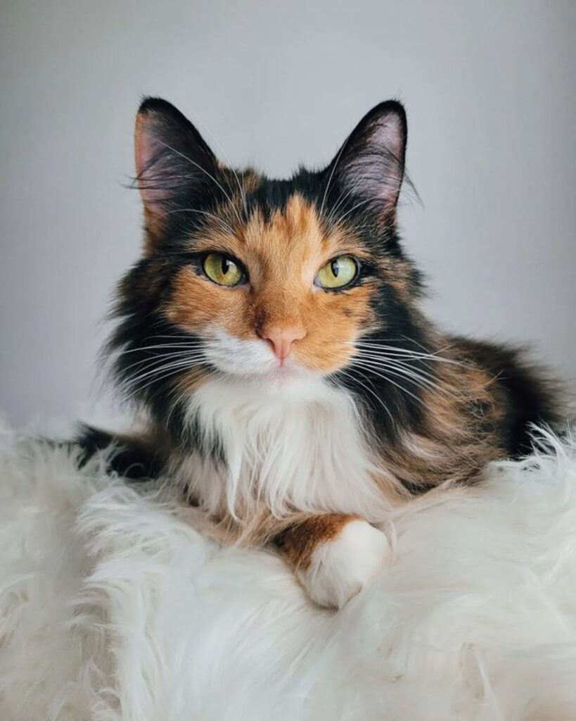 31 Calico Maine Coon Cats That Deserve An "Awww" - MaineCoon.org