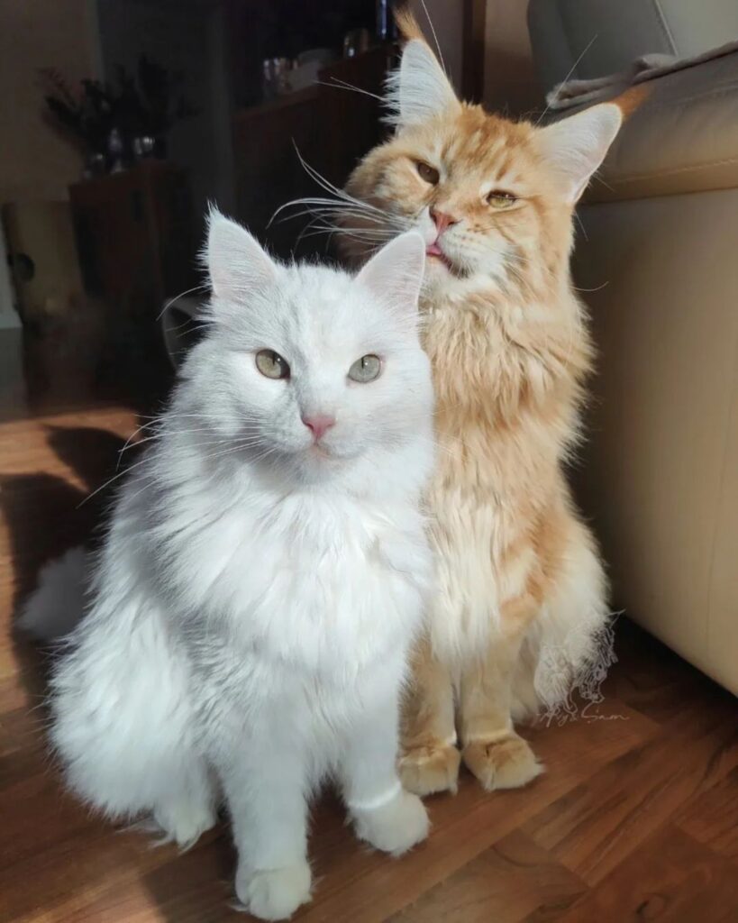 26 Beautiful White Maine Coon Cats (Instagram Famous)