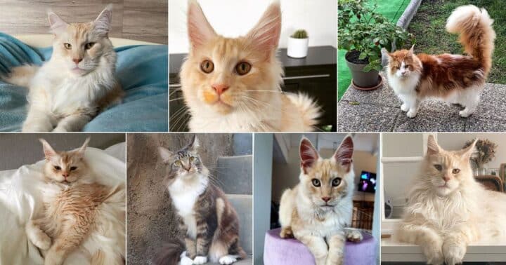 11 Red Smoke Maine Coons You'll Fall In Love With - MaineCoon.org