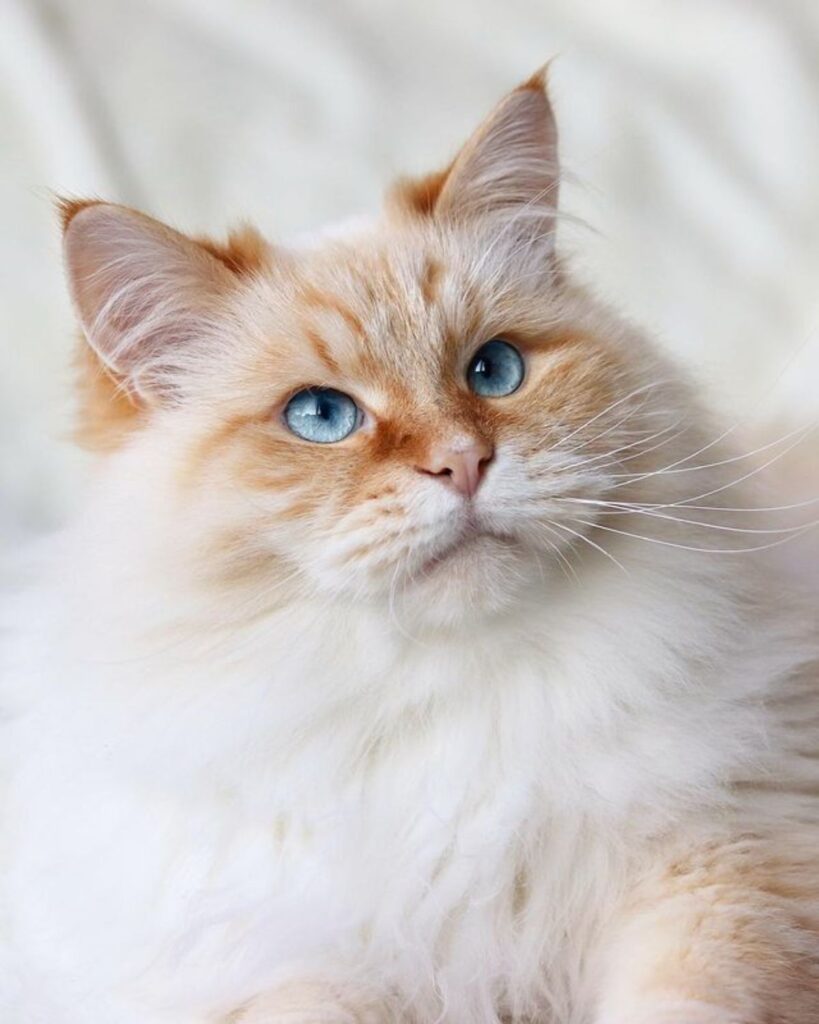 26 Beautiful White Maine Coon Cats (Instagram Famous)