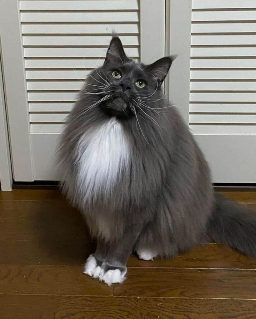 17 Beautiful Gray Smoke Maine Coon Cats (Instagram Famous) - MaineCoon.org