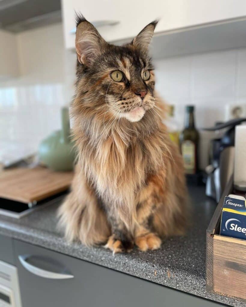 33 Tortie Maine Coons You’ll Want To Adopt - MaineCoon.org