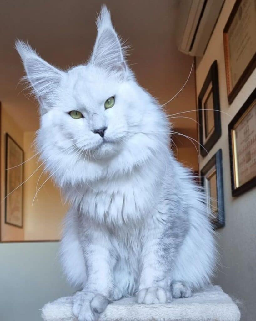 17 Maine Coon Cats With Green Eyes (Majestic Photos) - MaineCoon.org