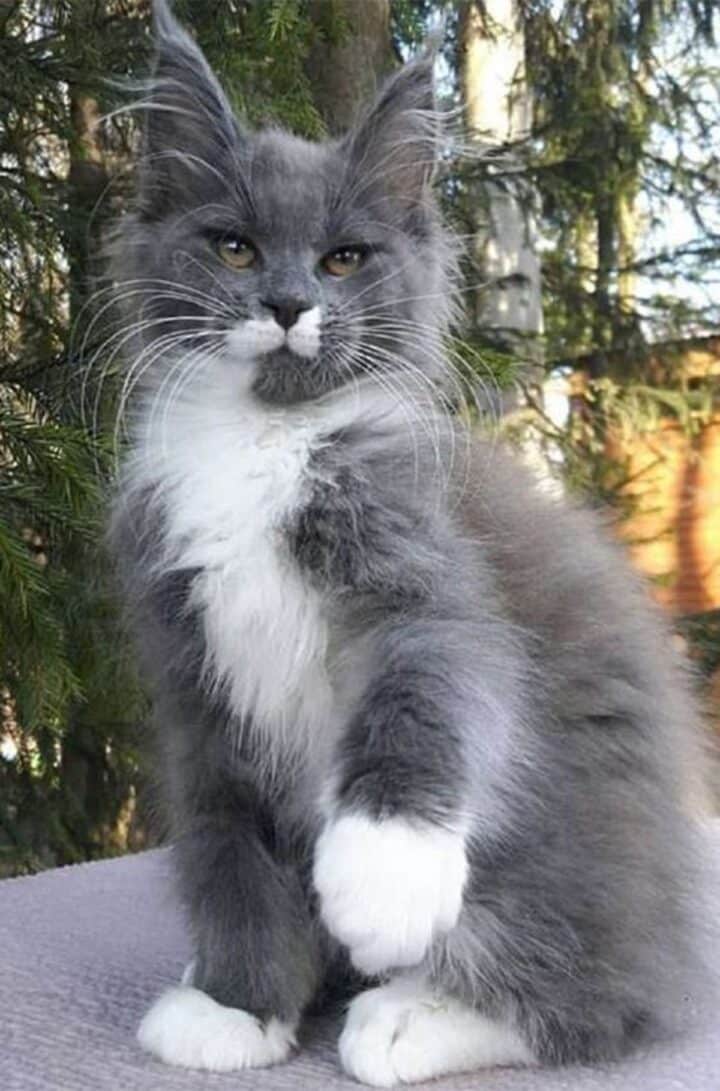 21 Gray Maine Coon Cats You’ll Love - MaineCoon.org