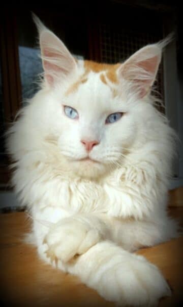 17 Unique Maine Coons With Blue Eyes - MaineCoon.org